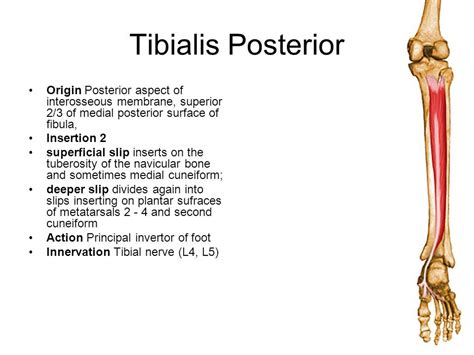 Tib Post Origin And Insertion Google Search Muscle Anatomy Shiatsu Massage Acupressure