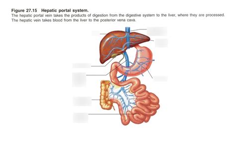 Hepatic Portal System Diagram Quizlet