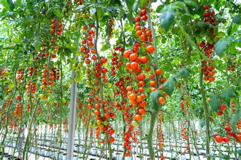 Consolidation In Belgian Tomato Sector Continues As Stoffels Seeks New