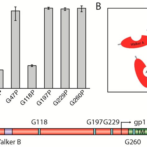 A Quantified Phage Titer In In Vivo Complementation Assays Of Genei