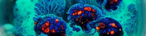 Antibody Drug Conjugates Bridging Precision And Potency In Oncology
