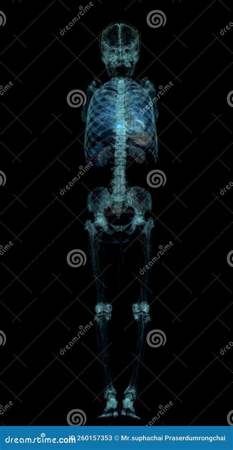 ct scan of whole spine 3d rendering showing profile human spine stock