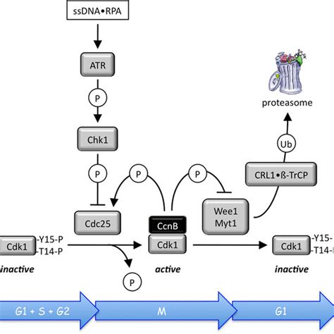 Site Specific Phosphorylation And Dephosphorylation Events Regulate