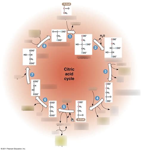 Krebs Cycle Diagram Diagram Quizlet