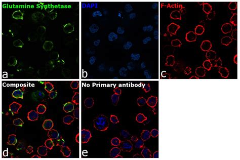 Glutamine Synthetase Antibody Pa5 87063