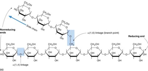 Biochem Block Flashcards Quizlet