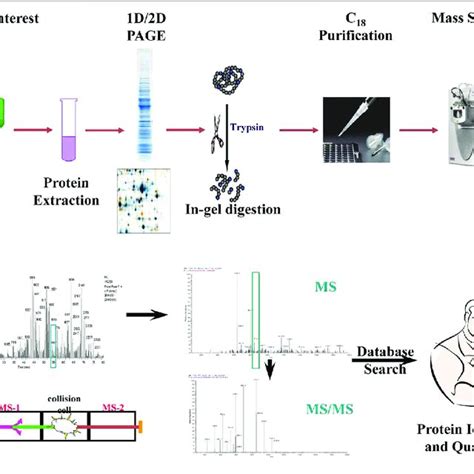 Workflow Of Global Proteome Sequencing And Quantification By Mass Download Scientific Diagram