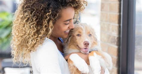 Dog Pancreatitis A Holistic Guide To Pain Free Care And Prevention