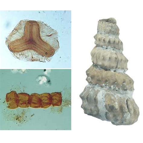 Fossil Taxonomy Online British Geological Survey