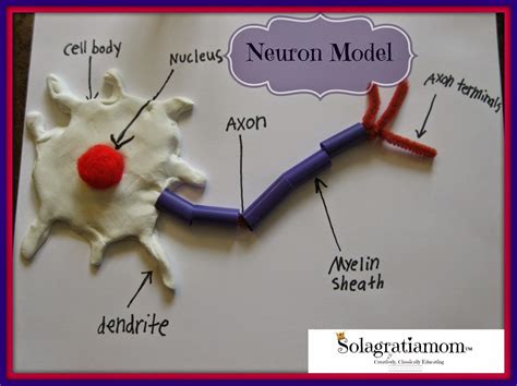Neuron Project Model