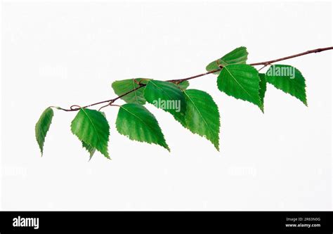 Silver Birch Betula Pendula Leaves Silver Birch Leaves Plants