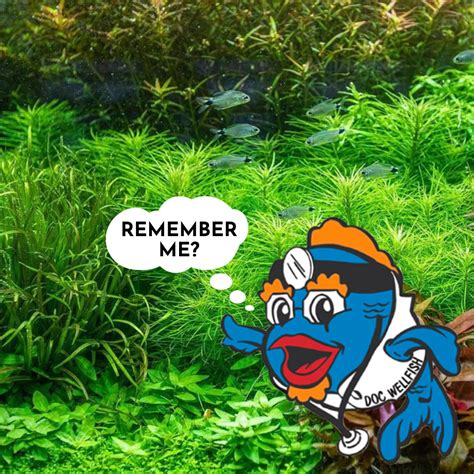 Api Fishcare Throwback Thursdaywho Remembers Doc Wellfish