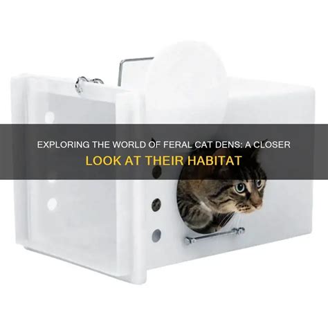 Exploring The World Of Feral Cat Dens A Closer Look At Their Habitat