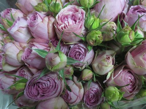 Роза Пинк Спрей Фото И Описание – Telegraph