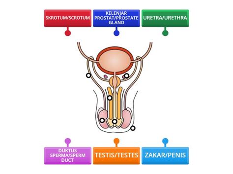 Sistem Pembiakan Lelaki Male Reproductive System Labelled Diagram