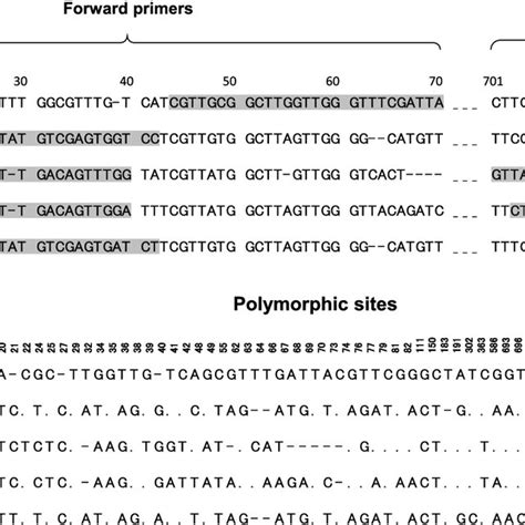 Development Of Genotype Specific Polymerase Chain Reaction Pcr Assays