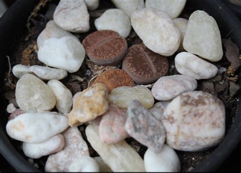 Succulent Civilization On Tumblr