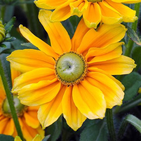 Buy Rudbeckia Prairie Sun Plants J Parkers