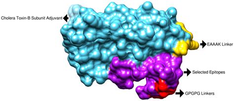 Computer Aided Multi Epitope Vaccine Design Against Enterobacter Xiangfangensis