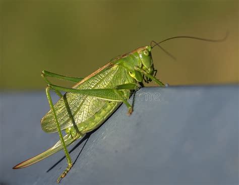 Green Grasshopper On A Grey Surface Stock Image Image Of Leaf Wing 377691659