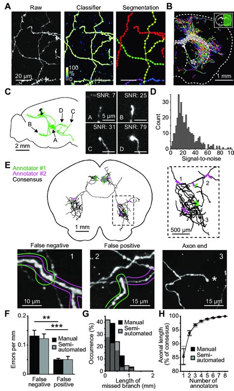 Complete Semi Automated Reconstructions Of Individual Neurons A