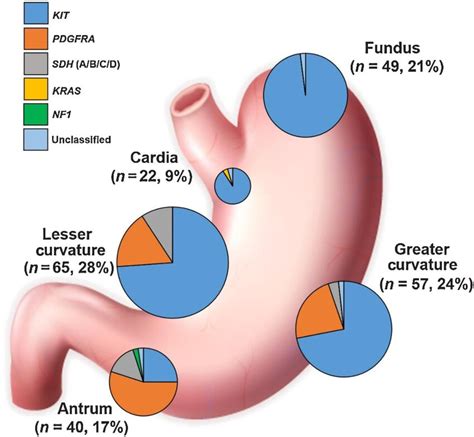 Distribution Of Mutations In Gastric Gist Schematic Of The Stomach Download Scientific Diagram