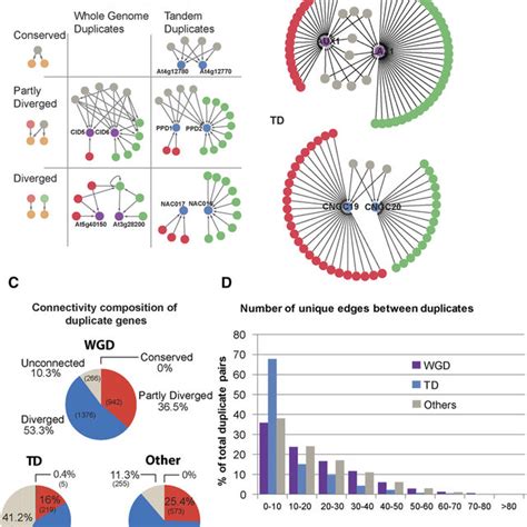 Relationships Between Divergence In Connectivity And Duplication Age