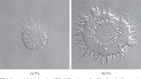 [pdf] Observation Of Dendritic Cell Morphology Under Light Phase