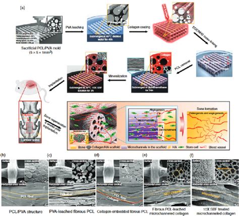 Figure 9 From Scaffold Fabrication Techniques Of Biomaterials For Bone Tissue Engineering A