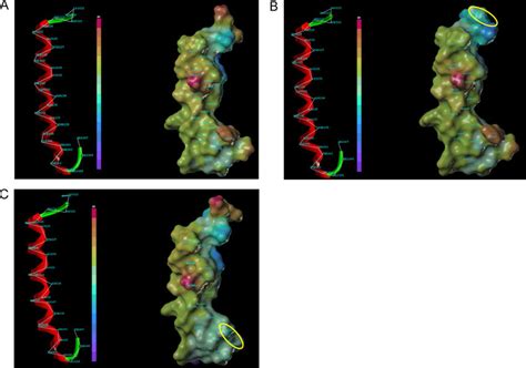 Electrostatic Mapping Of The Lid Regions Of Lipk107 And Its Mutants A Download Scientific
