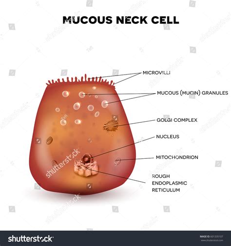 Mucous Neck Cell Stomach Wall Beautiful Vector có sẵn miễn phí bản quyền Shutterstock