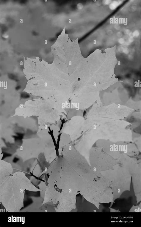 Traditional Typical Maple Leaves Growing On The Tree Branch In A Black