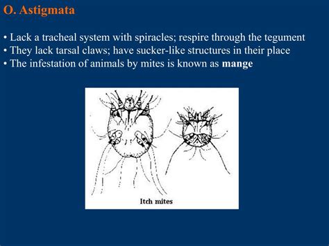 Ppt Chapter 40 Subclass Acari Ticks And Mites Powerpoint