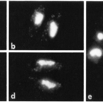 DAPI Staining Of Meiotic Diploid Cells A Vegetative Cells At The Download Scientific Diagram