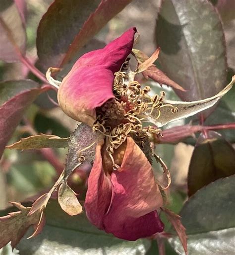 Premium Photo Cute Red Flower
