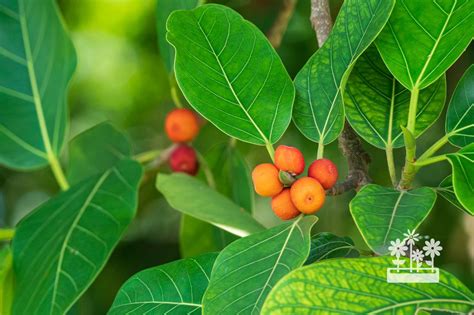 How To Propagate Ficus Audrey Plants House