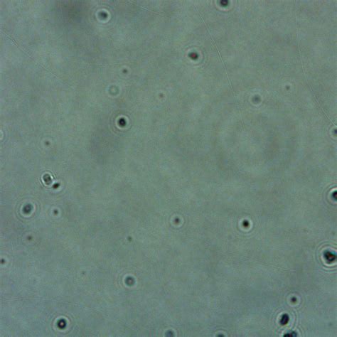 A Versatile Nuclei Extraction Protocol For Single Cell Multiome Atac