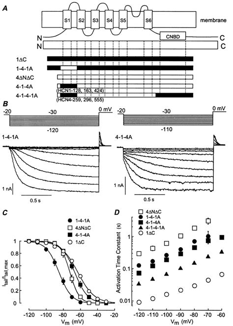Activation And Deactivation Kinetics And Voltage Activation Curves At Download Scientific