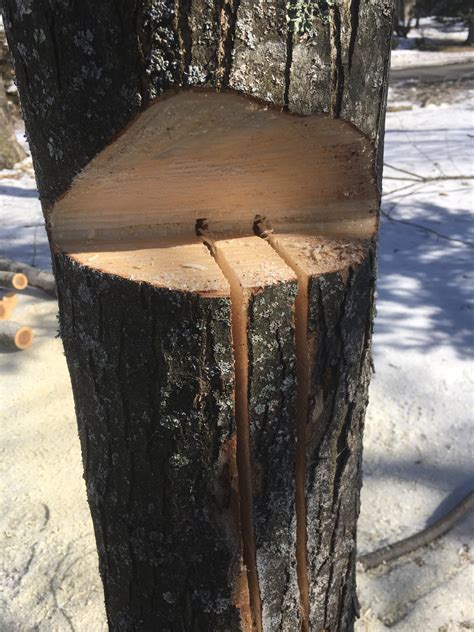 New To Me Felling Method The Buzzboard
