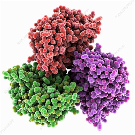 Htra2 Mitochondrial Protease Molecular Model Stock Image C038 3510 Science Photo Library