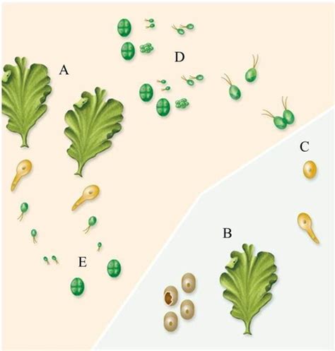 Biology Flashcards Quizlet
