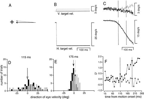 Directional Anisotropies Reveal A Functional Segregation Of Visual Motion Processing For