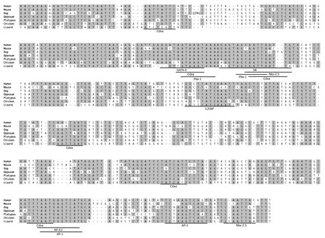 Pdf Molecular Evolution Of Vertebrate Sex Determining Genes