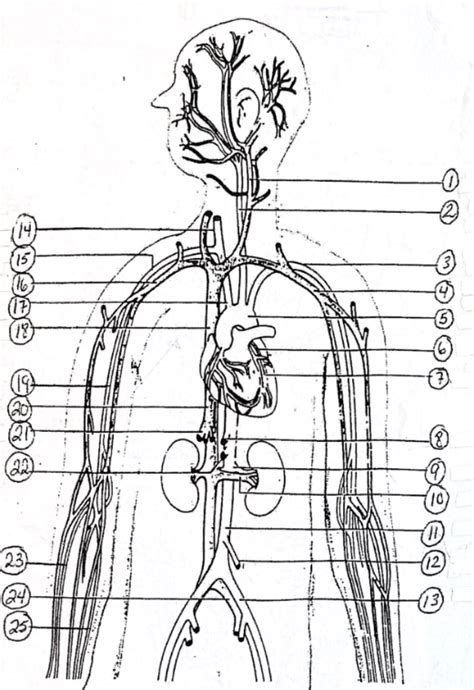 Diagram Of Major Arteries And Veins Diagram Quizlet