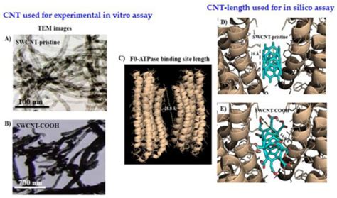 Biology Special Issue Computational Biology