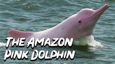 Pink Dolphins Amazon River