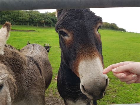 Foel Farm Park Llanfairpwllgwyngyll Information Tickets And Reviews