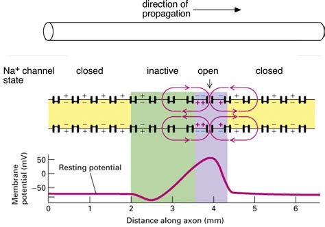 action potential propagation physiology backup copy 2023