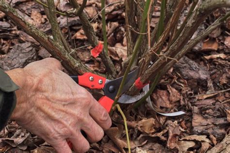 Blueberry Pruning Varies By Plant Age These Are The Steps Depending