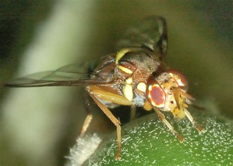 Tephritidae Tefritidos Anastrepha Bactrocera Mosca De La Fruta Del Caribe Mosca De La Fruta